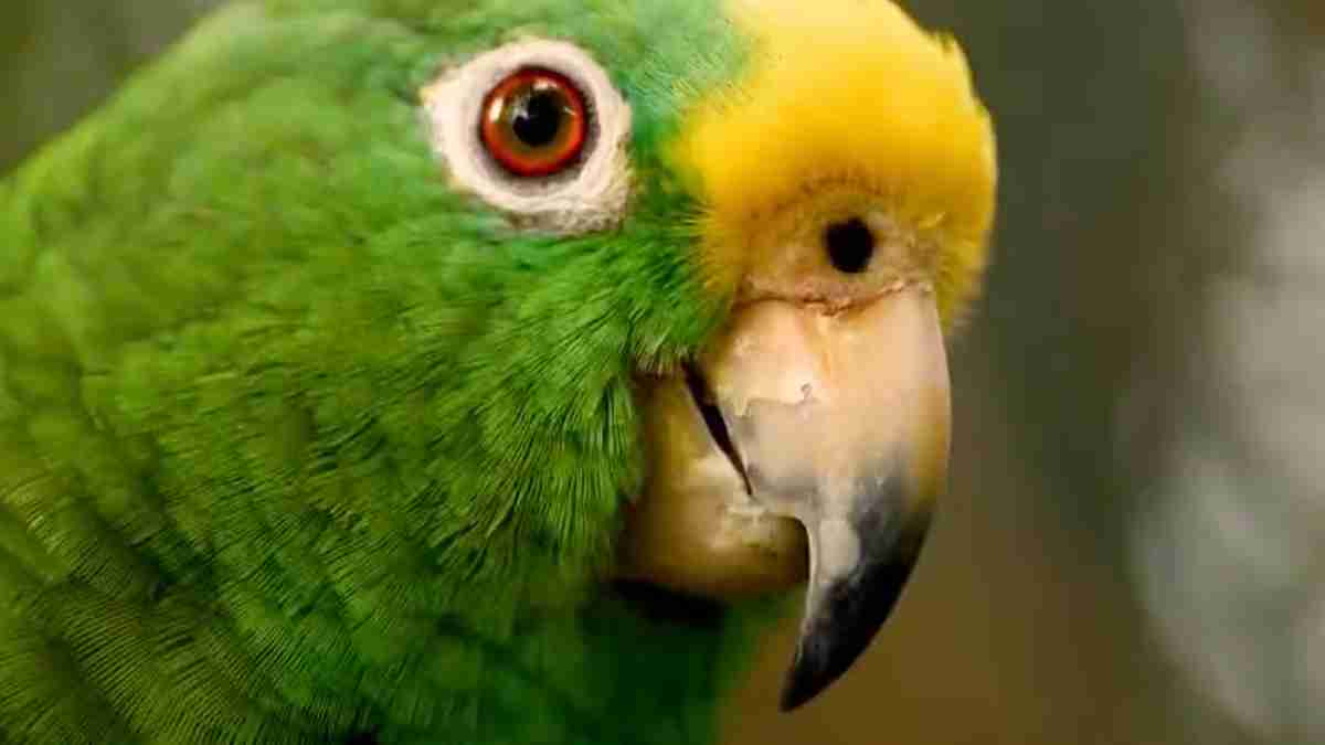 ¿Sabías que hoy se celebra el día mundial del loro? - Coosmovision
