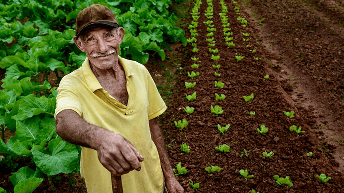 Día del Campesino en Colombia: un merecido homenaje a la ardua labor ...